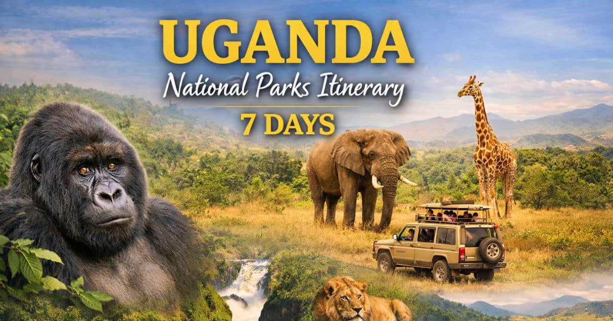 Uganda National Parks Itinerary 7 Days Safari - Ababa Uganda Safaris